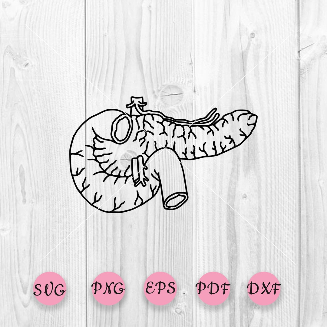 Human Pancreas Svg, Anatomical Pancreas SVG. Floral Pancreas Svg ...