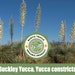 Buckley Yucca, Yucca Constricta, Soapweed - Organic - Heirloom Non GMO ...