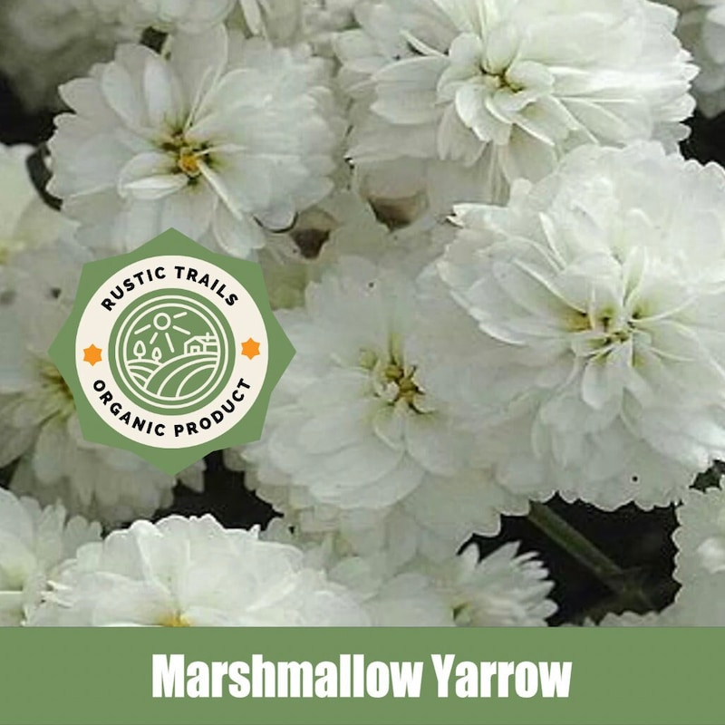 Marshmallow Plant - Etsy