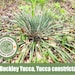 Buckley Yucca, Yucca Constricta, Soapweed - Organic - Heirloom Non GMO ...