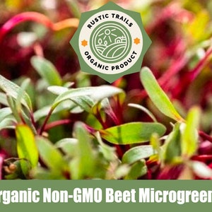 Detroit Red Beet Seeds to Plant - Microgreens - Organic- None GMO ...