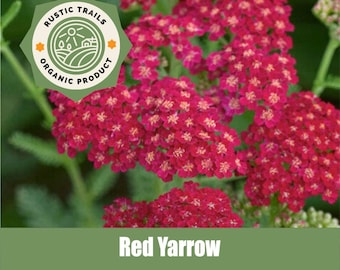 Yarrow Seeds, Rojo Mix, Gradient Reds, Pinks, Cream Yarrow Flowers ...