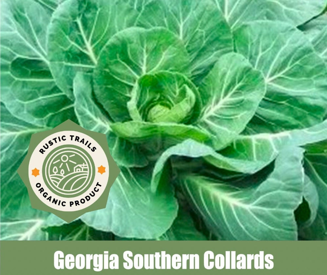Georgia Southern Collard Seeds Organic Heirloom Seeds - Non GMO - - Etsy