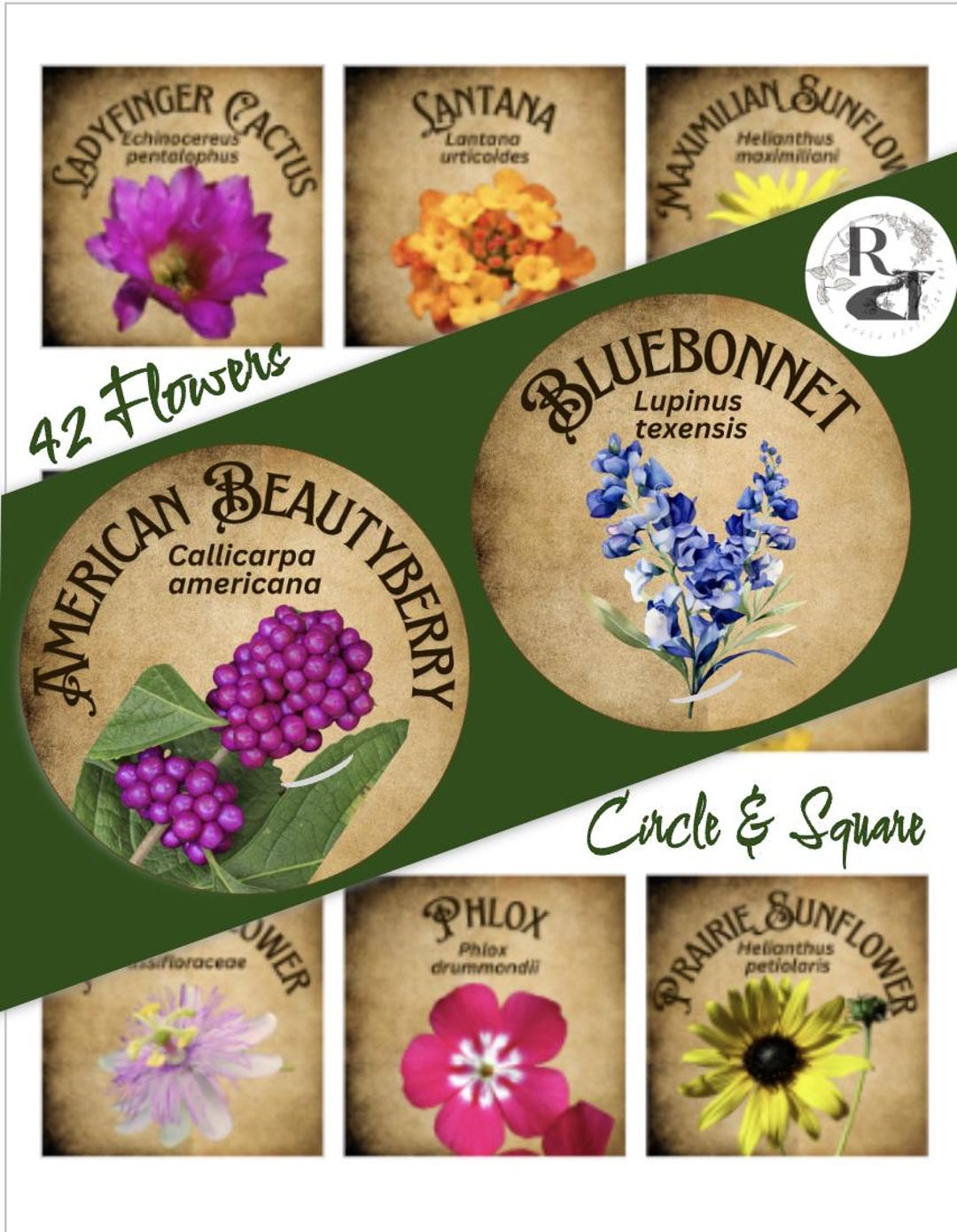 Southern Wildflower Identification Cards – Nature Education Printables ...