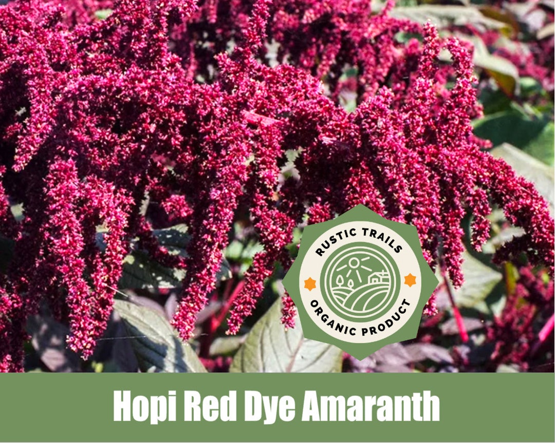 Hopi Red Dye Amaranth, Amaranthus Cruentus, Organic, Non-gmo, Heirloom Seeds - How to Grow - Etsy