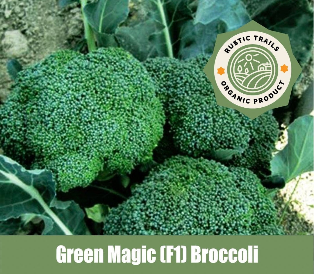 Green Magic, (F1) Broccoli Organic Heirloom Seeds - Non GMO - - Etsy