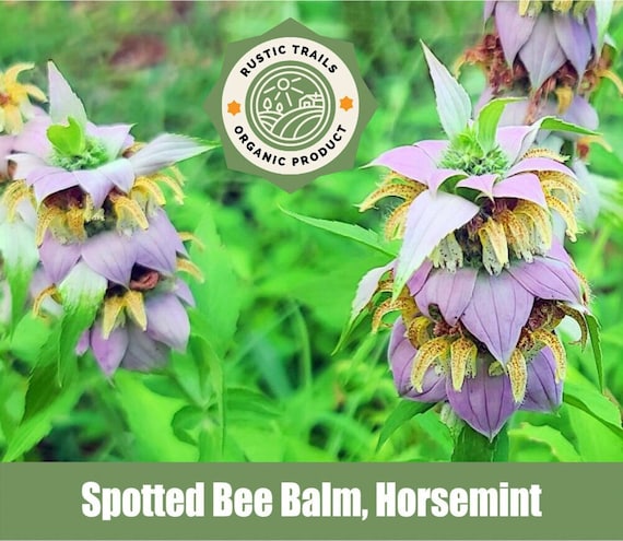 Horsemint Seed How To Plant, Grow, And Care For Spotted Bee Balm
