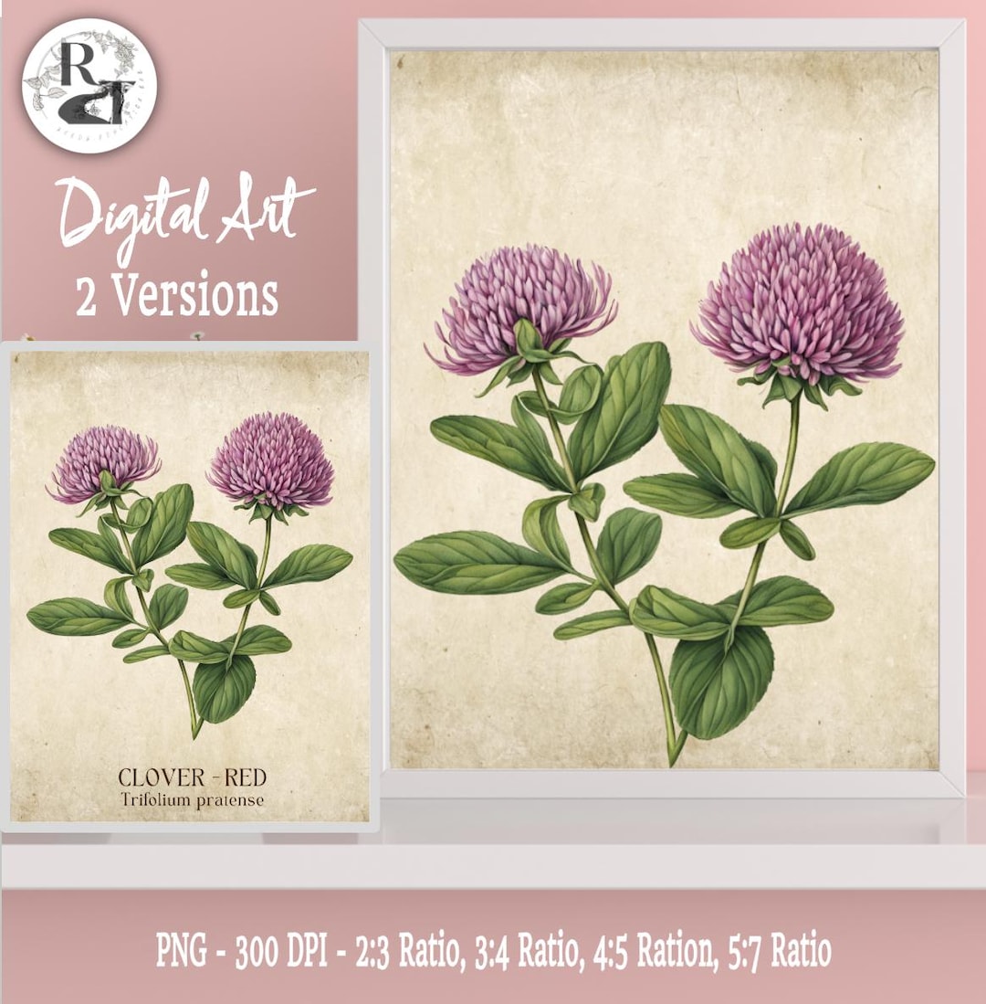 Vintage Style Wildflower Red Clover Botanical Print, Digital Vintage ...