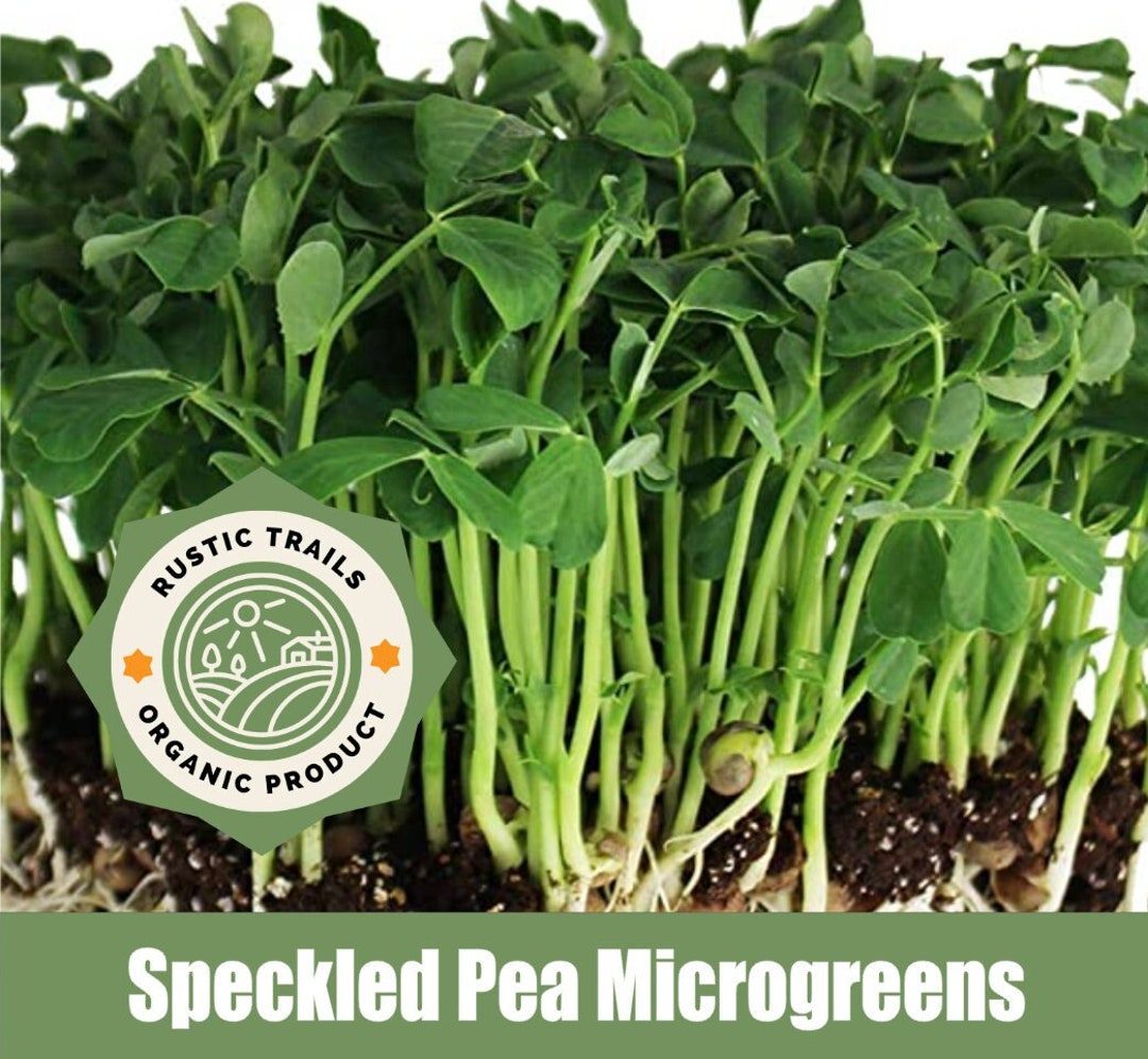 Organic Speckled Pea Microgreens and Sprouts - Organic Seeds - None GMO ...