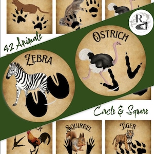 42 Animal Track Identification Task Cards - Squares and Circles ...