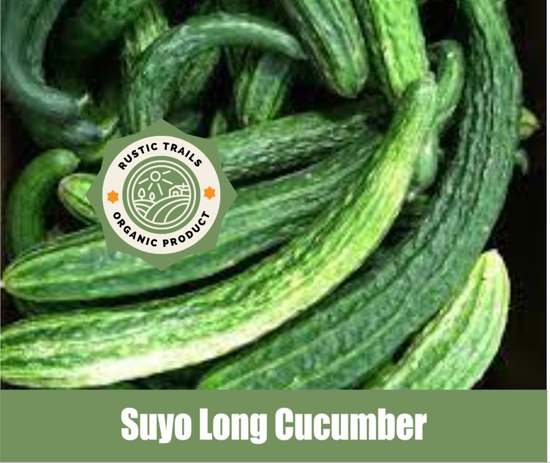 Organic Suyo Long Cucumber, Cucumis Sativus, Seeds - Asteraceae -none ...