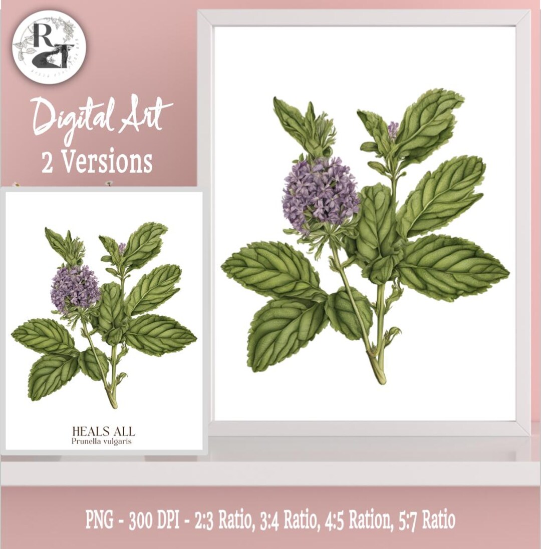 Vintage Style Wildflower Heal's All, Prunella Vulgaris, Print, Vintage ...