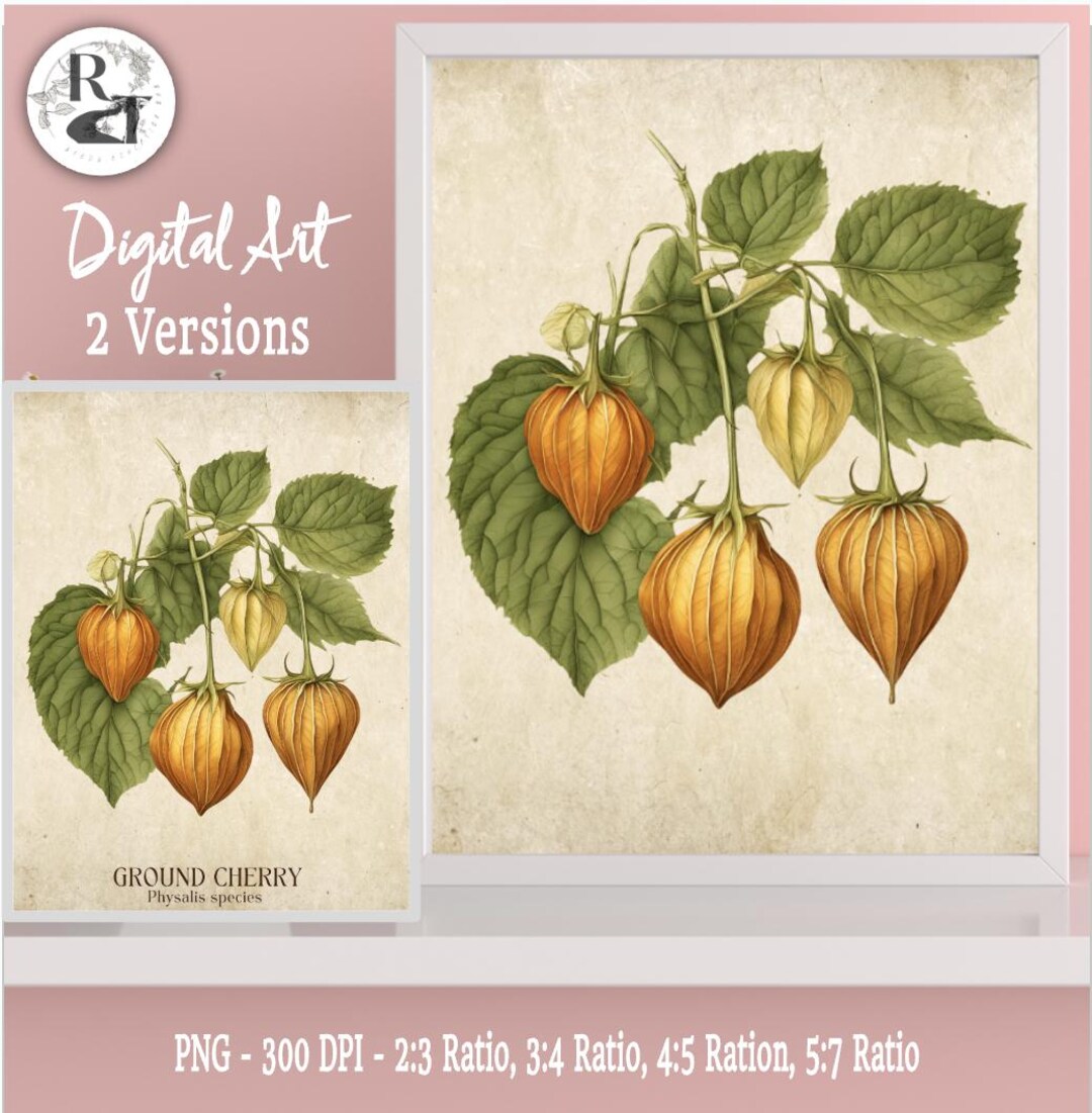 Vintage Style Wildflower Ground Cherry, Physalis Species, Print ...
