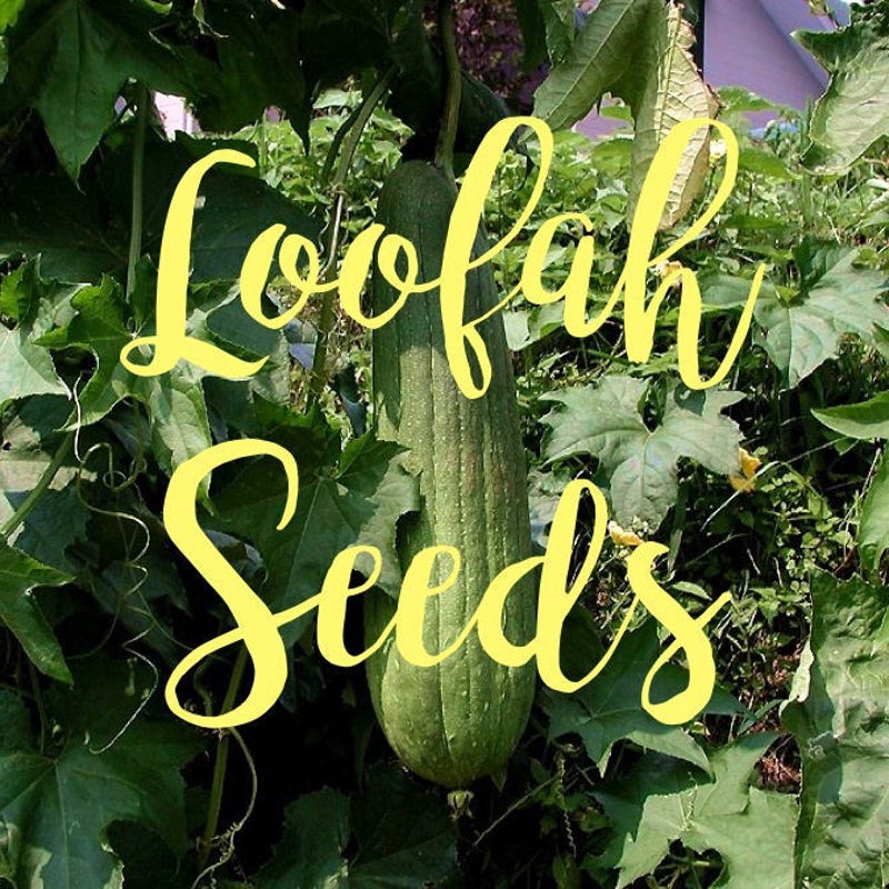 Loofah Plants Seeds - Etsy
