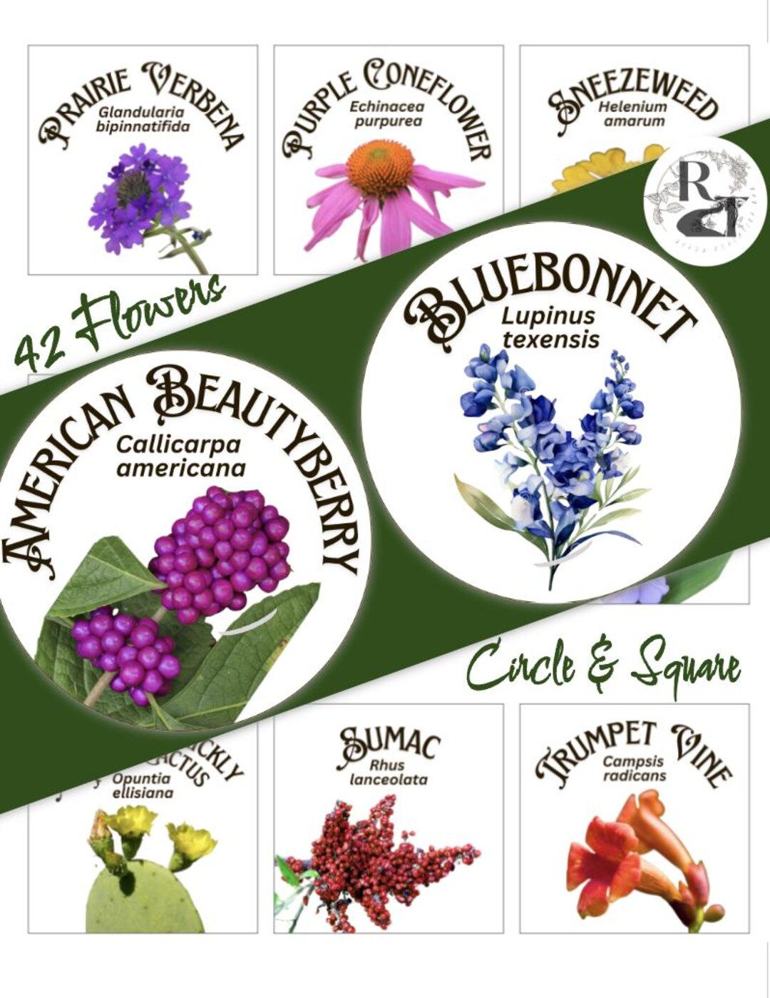 42 Southern Wildflower Identification Task Cards - Squares & Circles, 3 ...