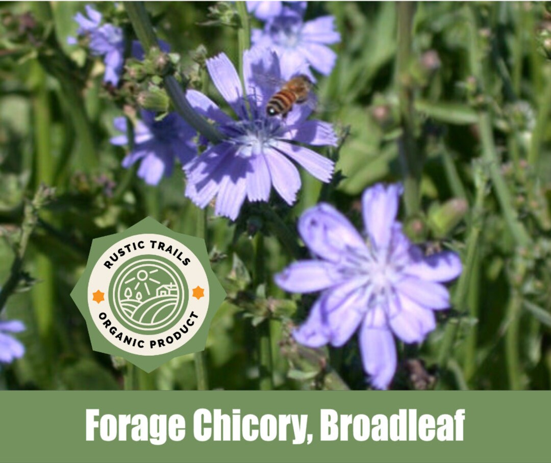 Organic Forage Broadleaf Chicory - Non - GMO Seeds - American Grown - Etsy