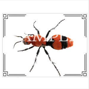 57 Printable Insect Puzzle Task Cards Outdoor Education, 3 Versions ...