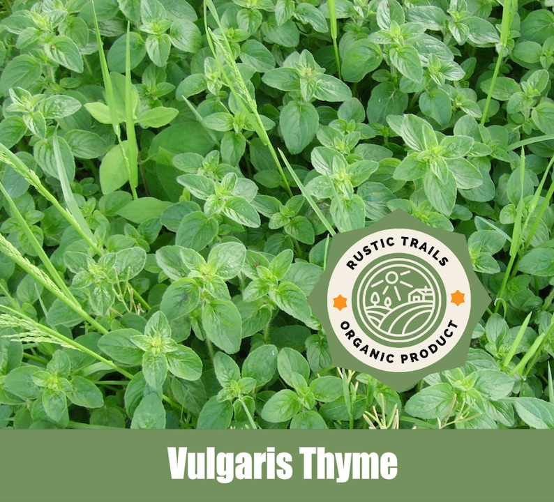 Vulgaris Thyme - Organic - Heirloom Non GMO Seeds - Etsy