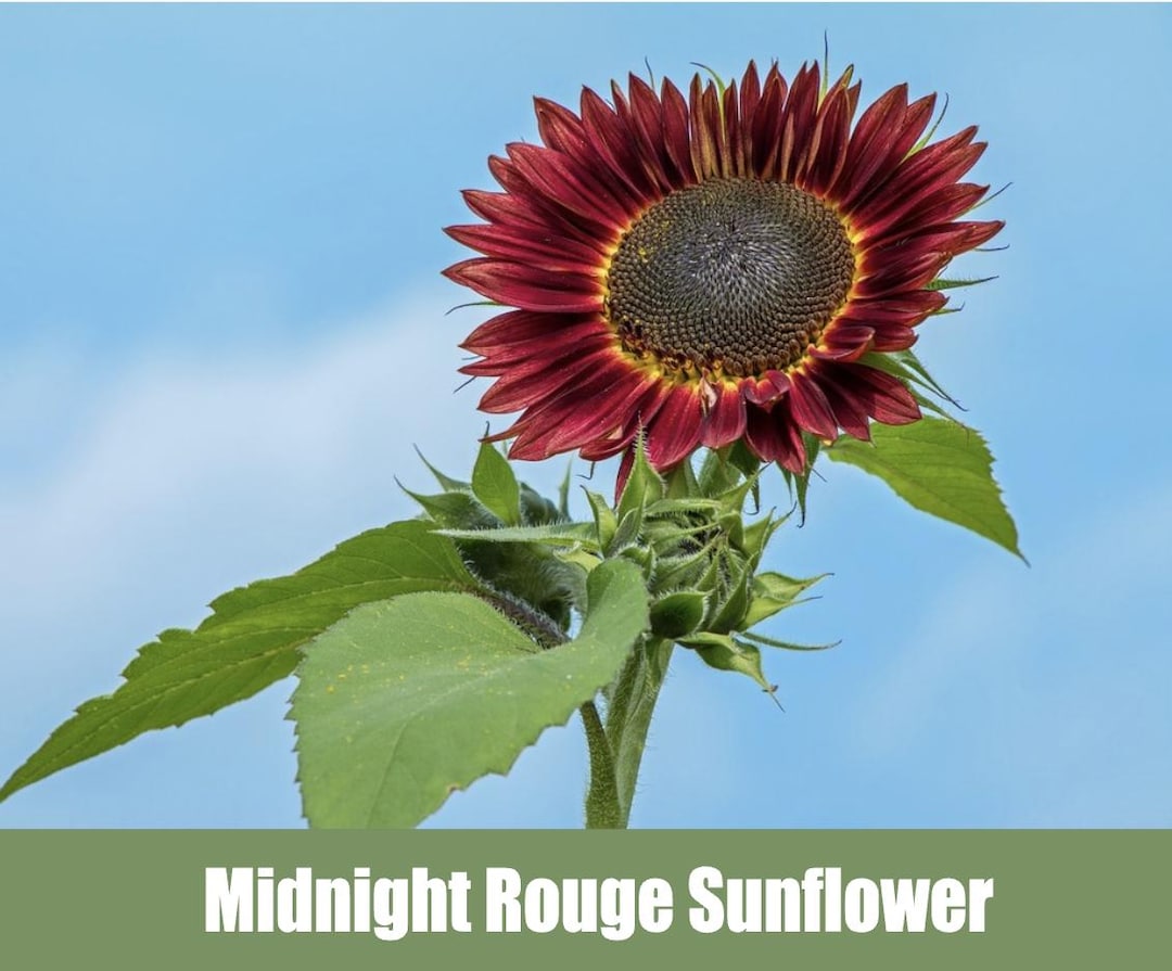 Midnight Rouge Sunflower, Helianthus Annuus- Organic - Heirloom Seeds ...