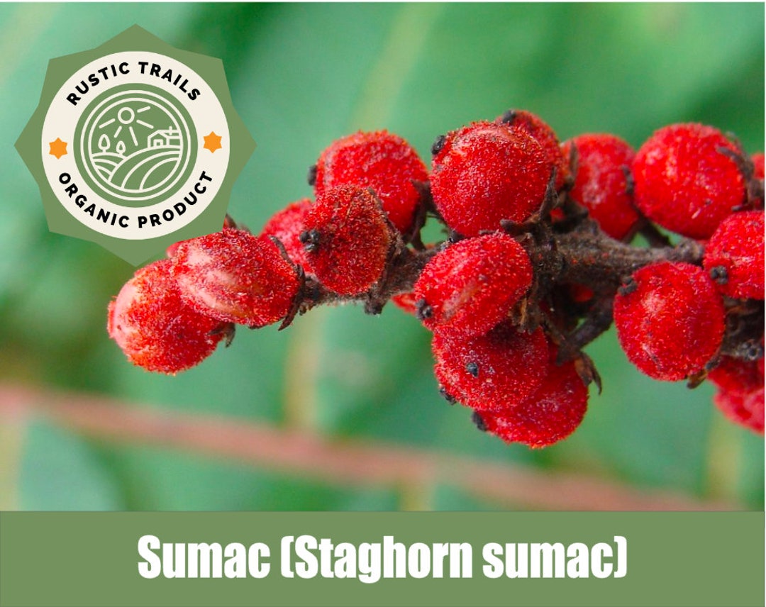 Sumac, Staghorn Sumac or Rhus Typhina - Organic - Heirloom Seeds - Etsy