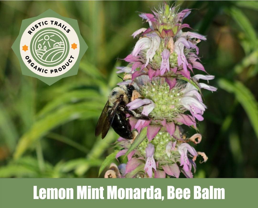 Lemon Mint Monarda, Bee Balm - Heirloom - Non GMO Seeds - Etsy