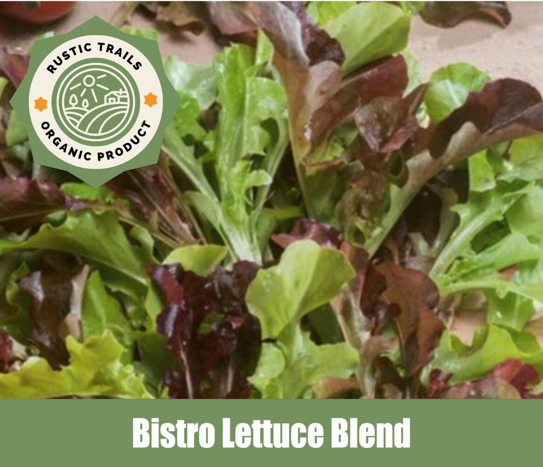 Bistro Lettuce Blend Seeds - Organic- None GMO - Heirloom - Etsy
