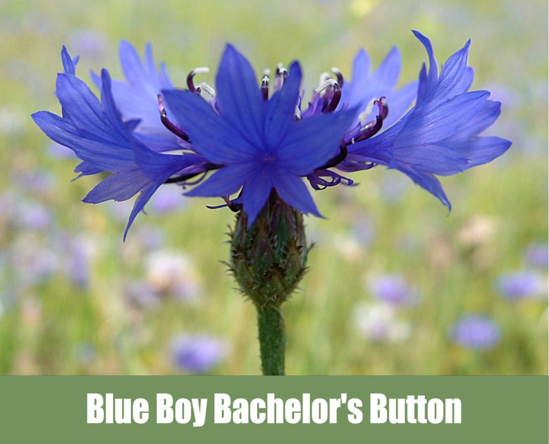 Blue Boy Bachelor’s Buttons, Centaurea Cyanus Heirloom Seeds - Etsy