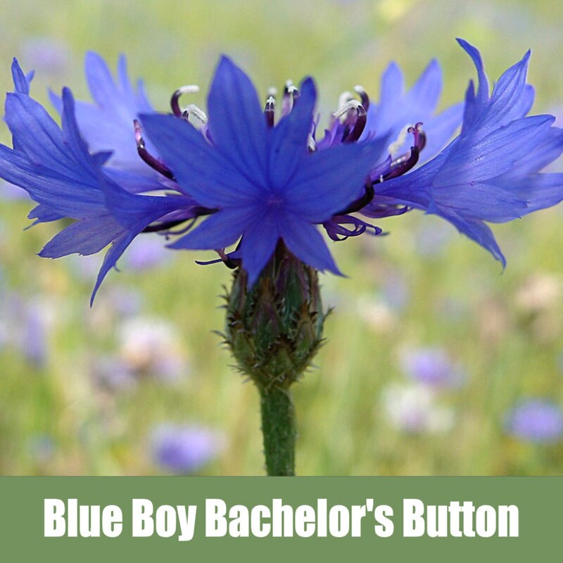 Bachelor Buttons - Etsy