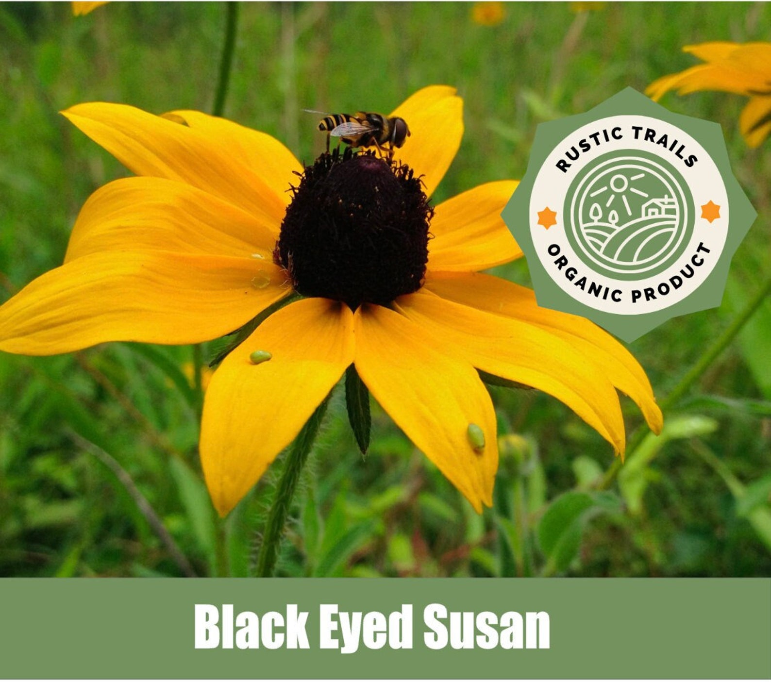 Black-eyed Susan, Scientifically Known as Rudbeckia, Wild Crafted ...