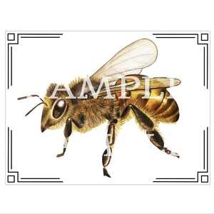 57 Printable Insect Puzzle Task Cards Outdoor Education, 3 Versions ...