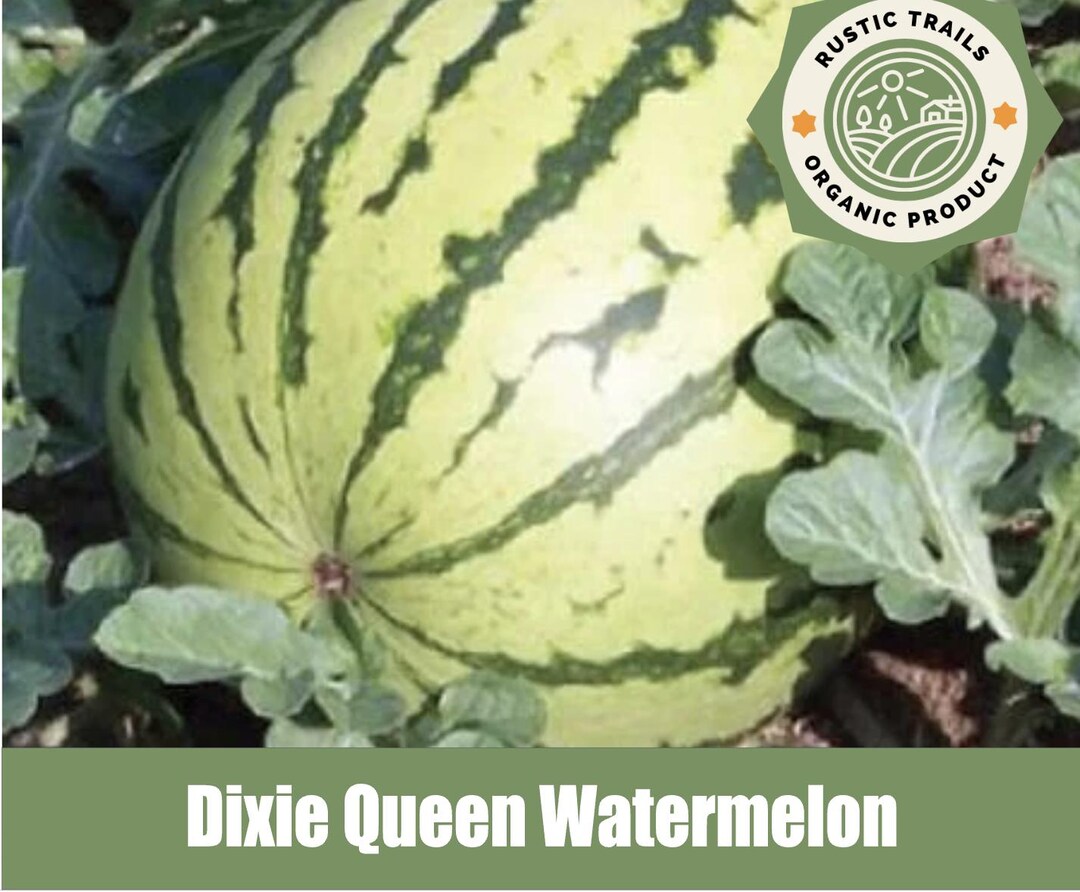 Dixie Queen Watermelon - Heirloom Non GMO Seeds - Fresh USA Grown Seeds ...