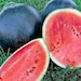 Black Diamond Watermelon Seeds Heirloom Non GMO Seeds Fresh USA Grown ...