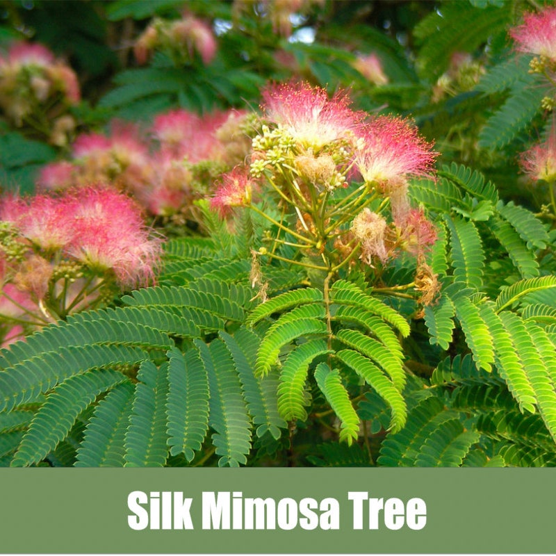 Fragrant Mimosa Tree - Etsy