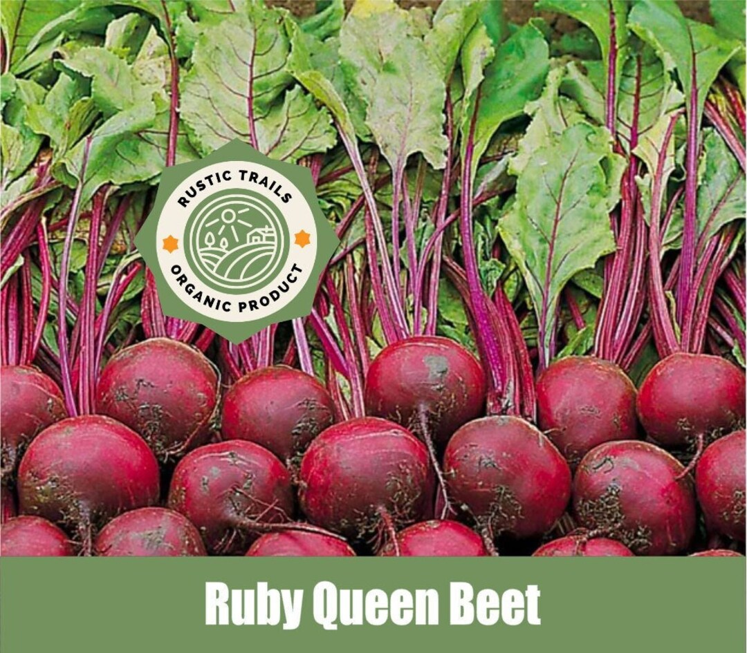 Ruby Queen Beet, Beta Vulgaris, Seeds to Plant - Organic- None GMO ...
