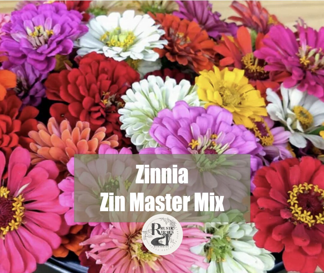 Zinnia - the Zin Master Mix, California Giant, Dahlia Flowered, Pumila ...