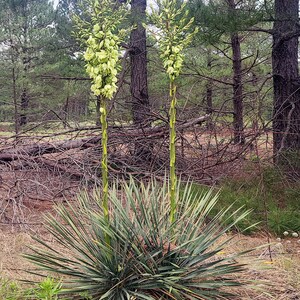 Buckley Yucca, Yucca Constricta, Soapweed - Organic - Heirloom Non GMO ...