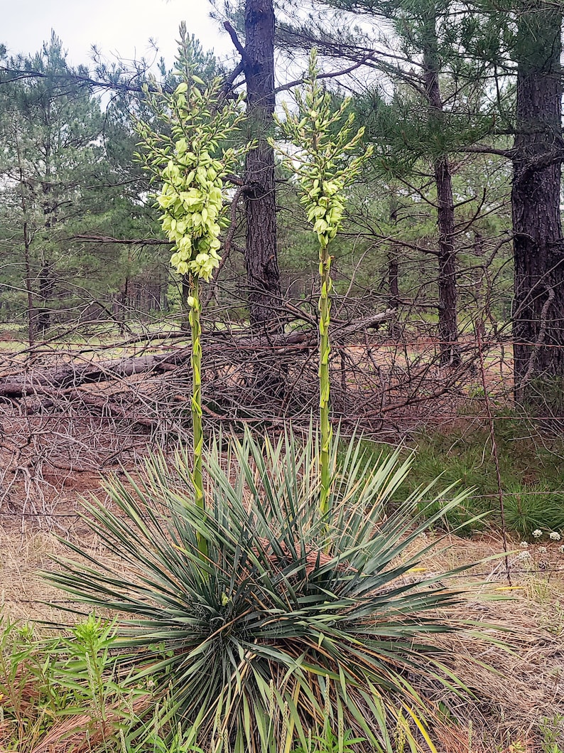 Buckley Yucca Yucca Constricta Soapweed Organic Heirloom - Etsy