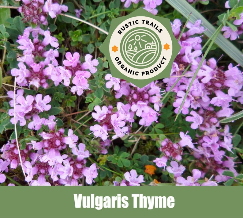 Vulgaris Thyme - Organic - Heirloom Non GMO Seeds - Etsy