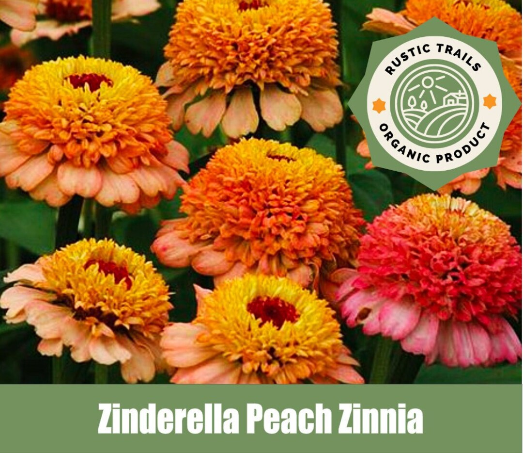 Zinnia Zinderella Peach - Heirloom - Non GMO Seeds - a Captivating and ...
