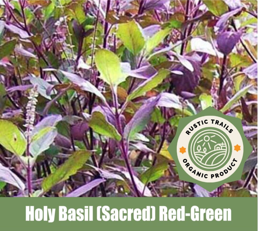 Holy Basil (sacred) Red-green Ocimum Tenuiflorum - Heirloom Non GMO ...