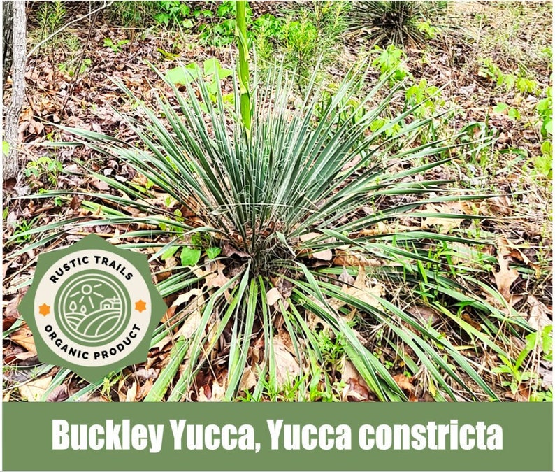 Buckley Yucca Yucca Constricta Soapweed Organic Heirloom - Etsy