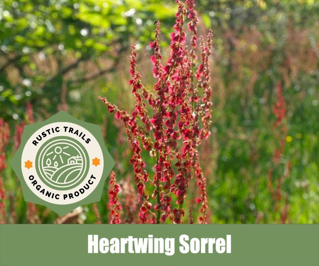 Sorrel - Heartwing, Rumex Hastatulus, Organic, Non-gmo, Heirloom Seeds, Wildcrafted - Etsy