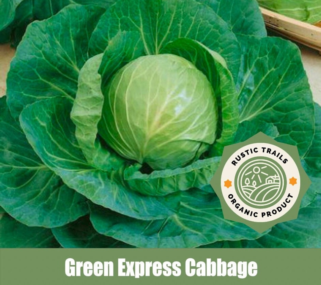 Green Express Cabbage Organic Heirloom Seeds - Non GMO - - Etsy