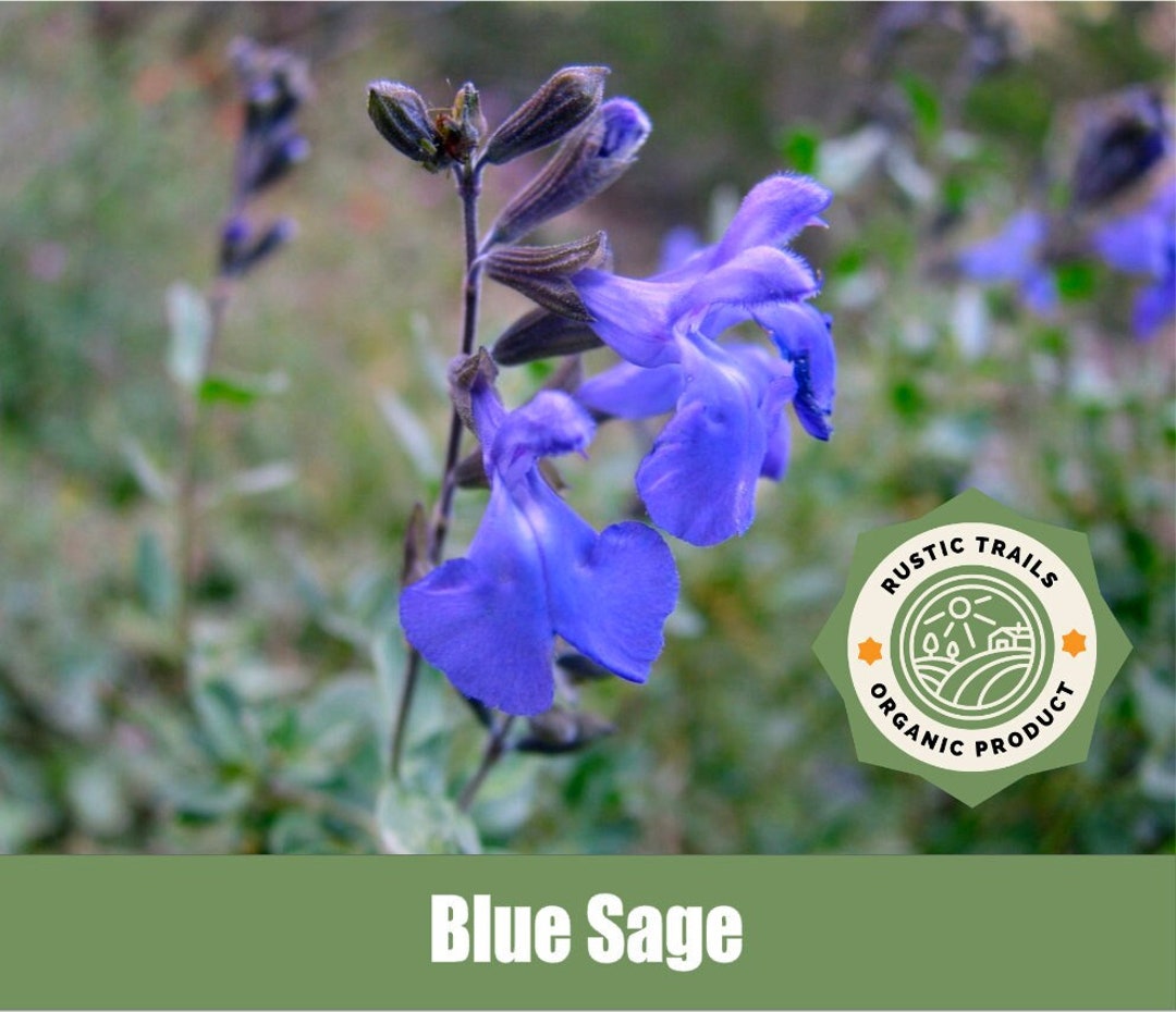 Blue Sage, Salvia Azurea - Organic - Heirloom Non GMO Seeds - Etsy