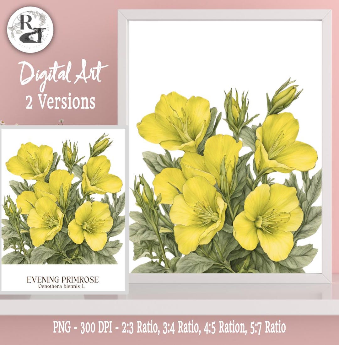 Vintage Style Wildflower Evening Primrose, Oenothera Biennis L., Print ...