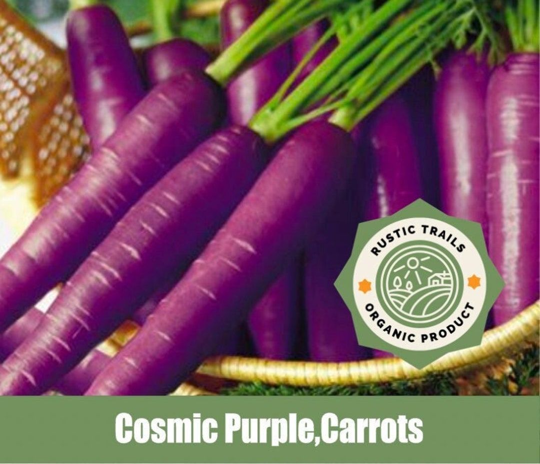 Cosmic Purple Carrot Organic Heirloom Seeds Non GMO - Etsy