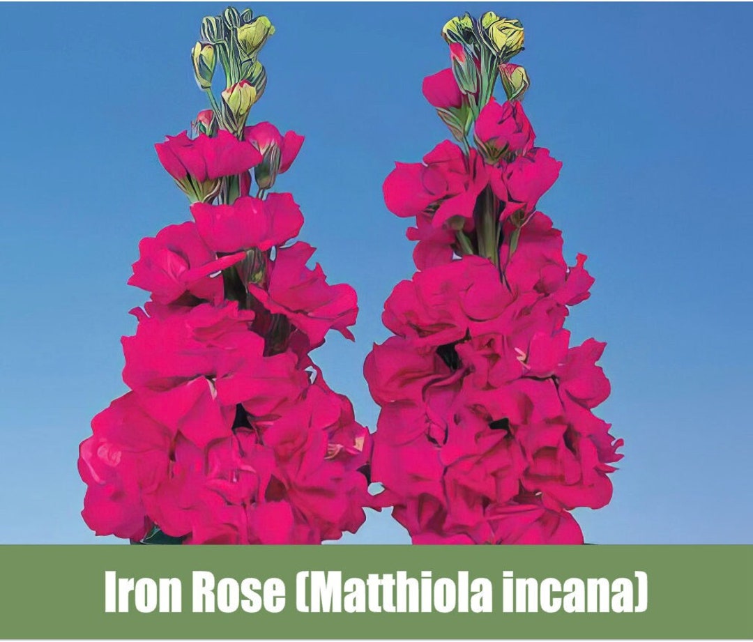 Iron Rose (matthiola Incana) - Heirloom - Non GMO Seeds - Etsy
