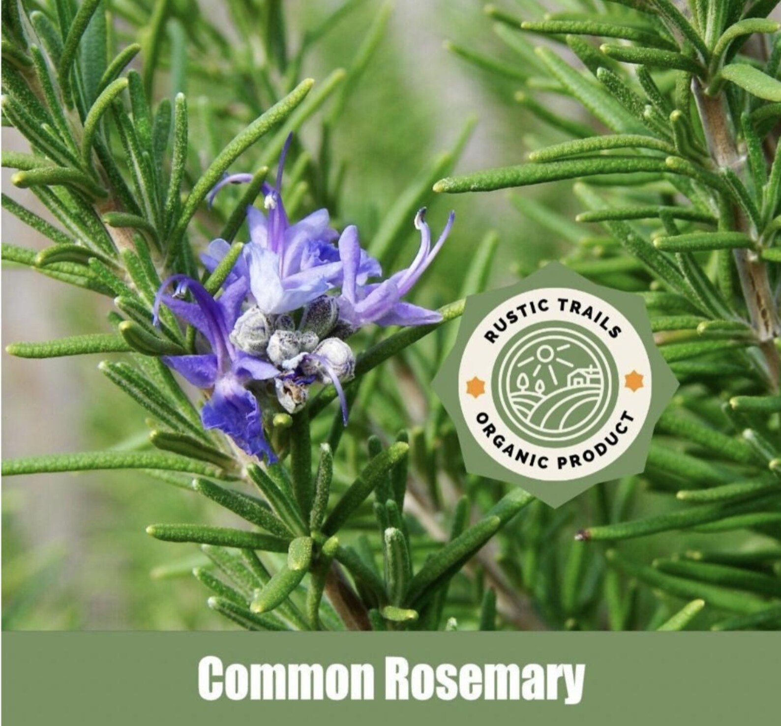 Common Rosemary (rosmarinus Officinalis) - Organic - Heirloom Non GMO ...