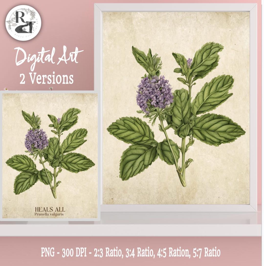 Vintage Style Wildflower Heal's All, Prunella Vulgaris, Print, Vintage ...