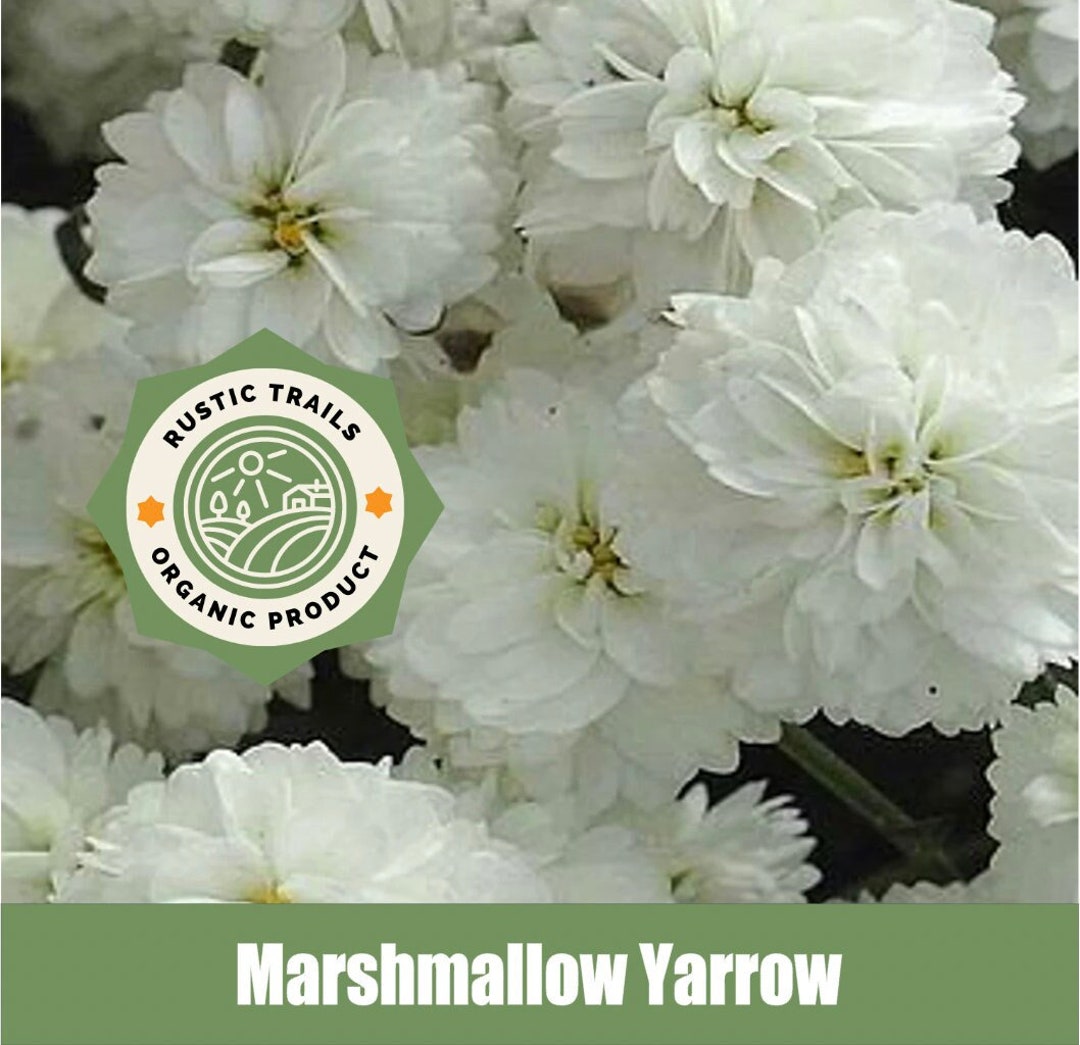Marshmallow Yarrow (achillea Millefolium) - Organic - Heirloom Non GMO ...